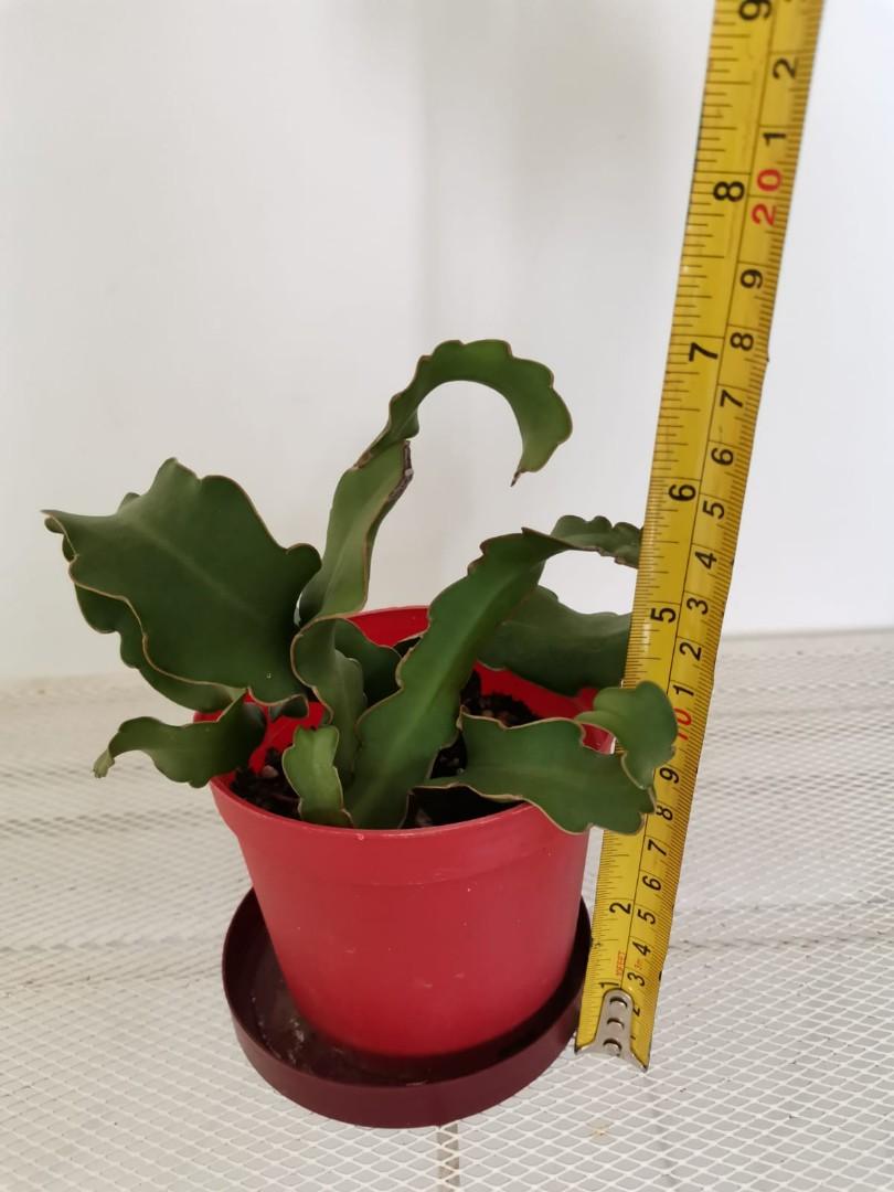 Curly cactus (Epiphyllum curly sue), Furniture & Home Living, Gardening ...