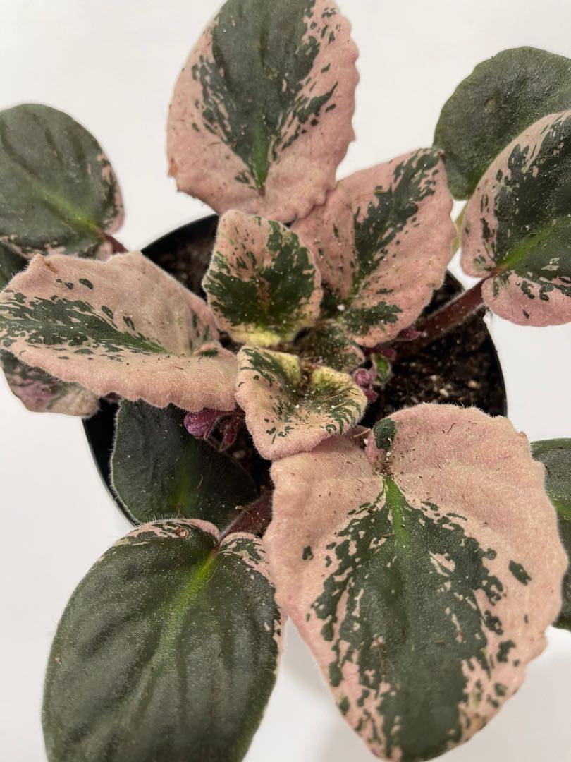 Holland - African Violet Variegated - 1, Furniture & Home Living ...