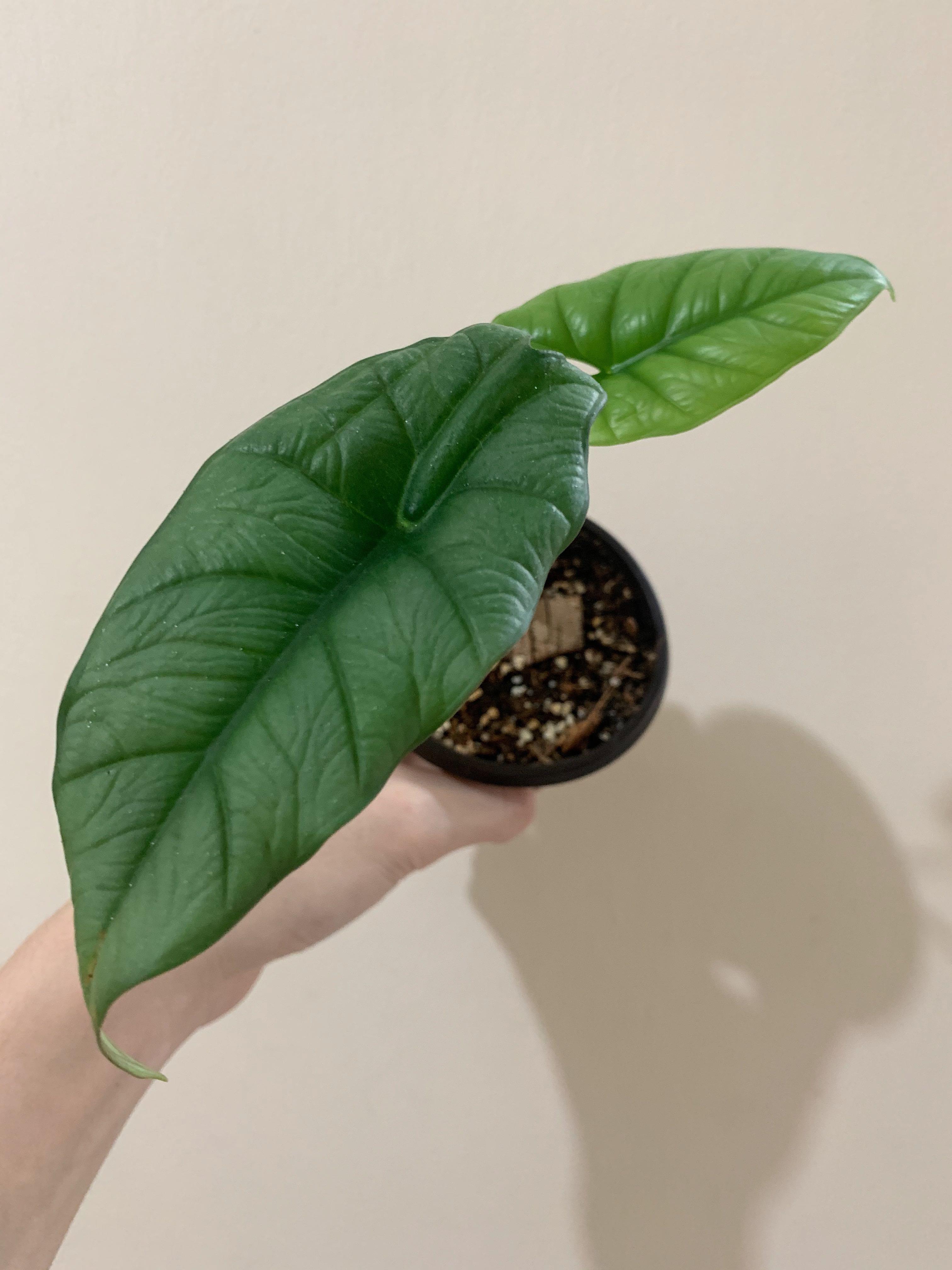 (Rare) Alocasia Bisma, Furniture & Home Living, Gardening, Plants ...