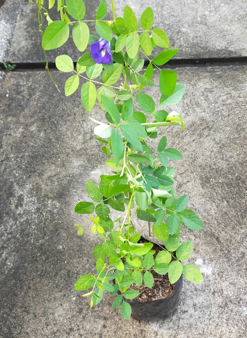 ️ Blue Ternate in Bloom on Carousell