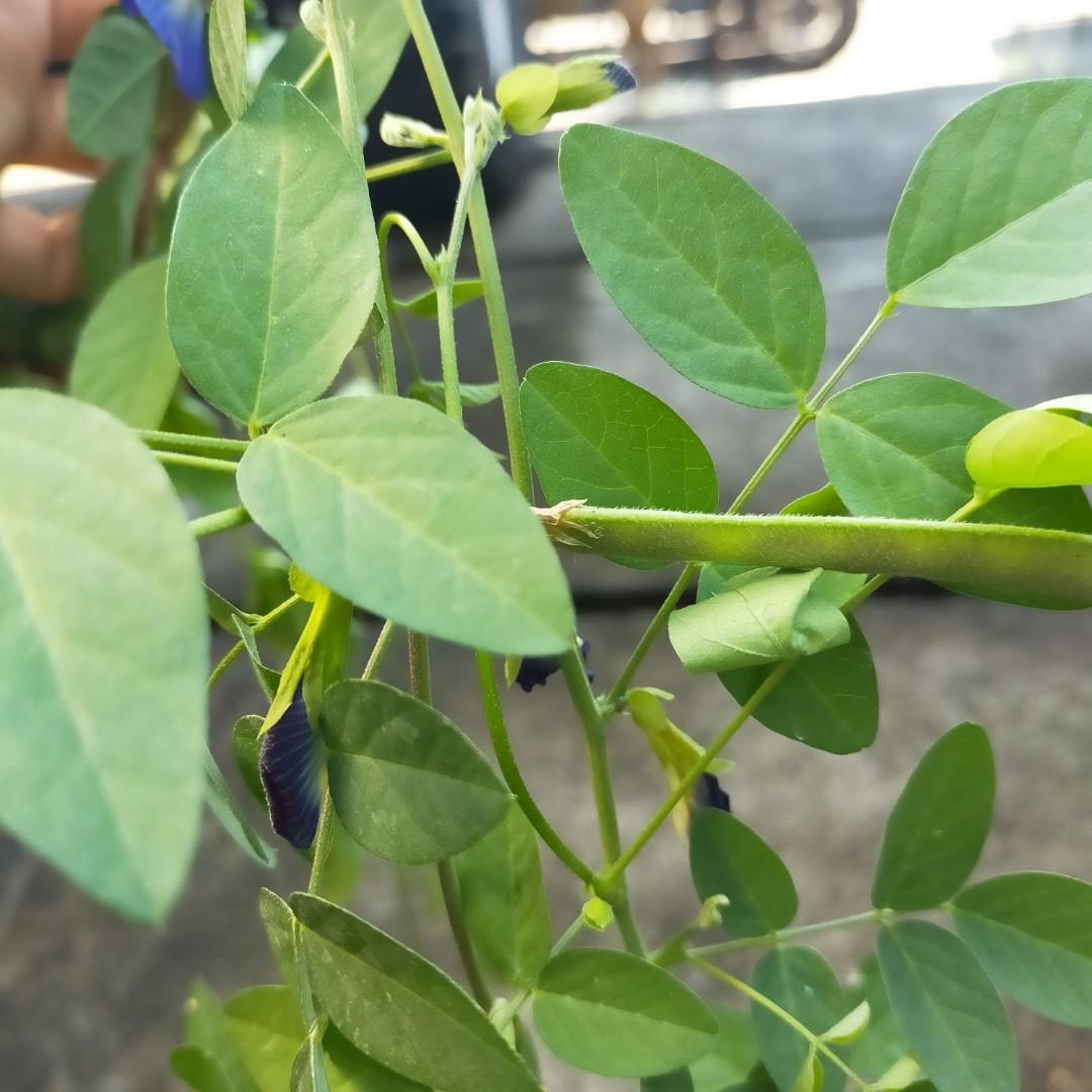 ️ Blue Ternate in Bloom on Carousell