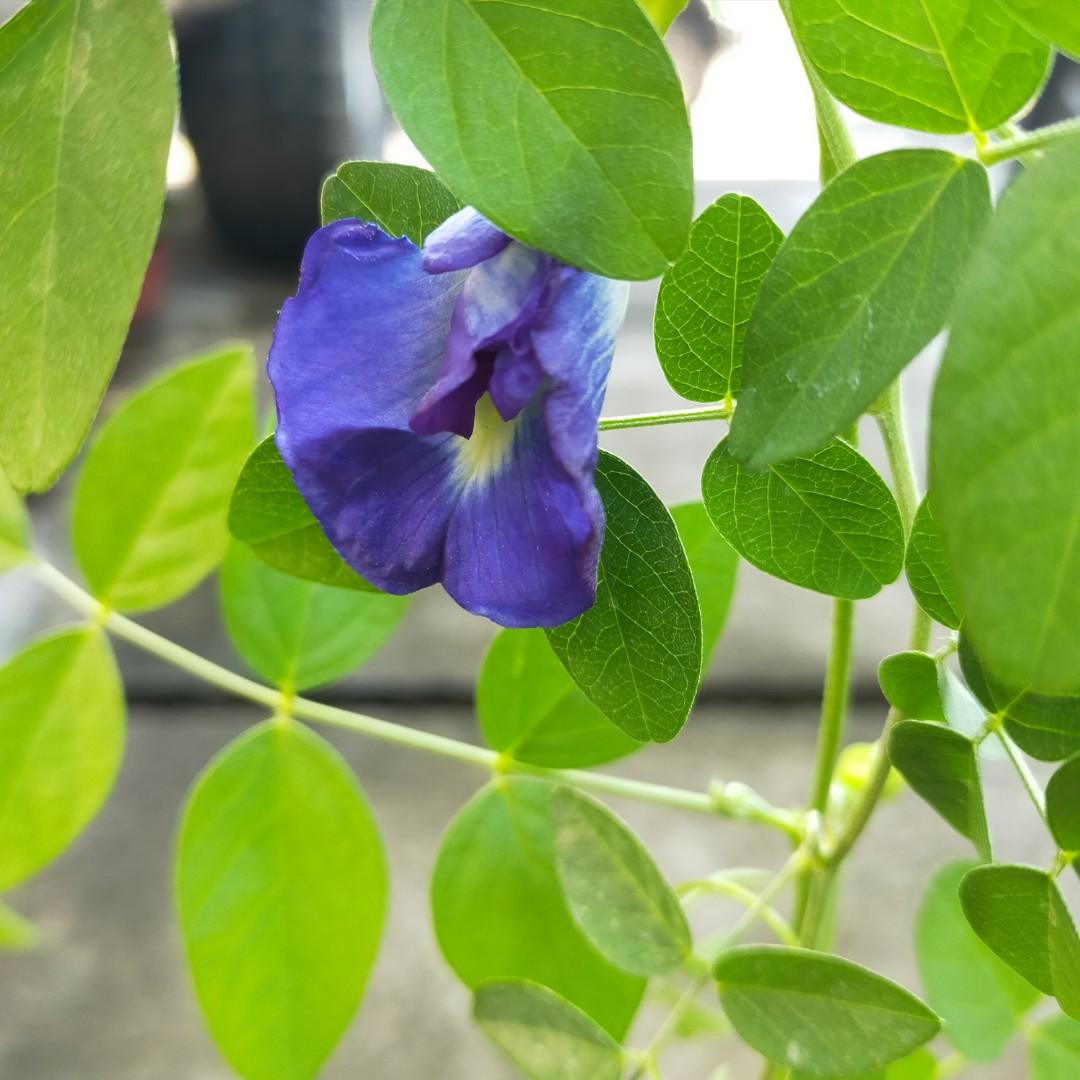 ️ Blue Ternate in Bloom on Carousell