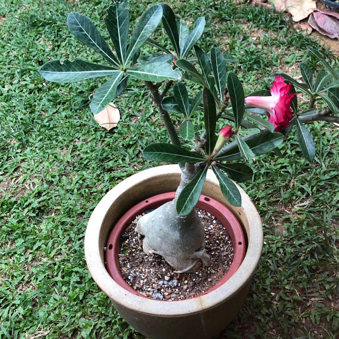 Adenium -big Caudex, Gardening, Plants on Carousell