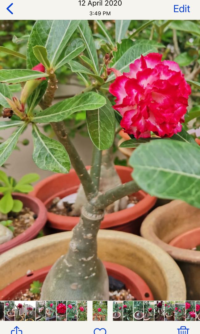 Adenium -big Caudex, Gardening, Plants on Carousell
