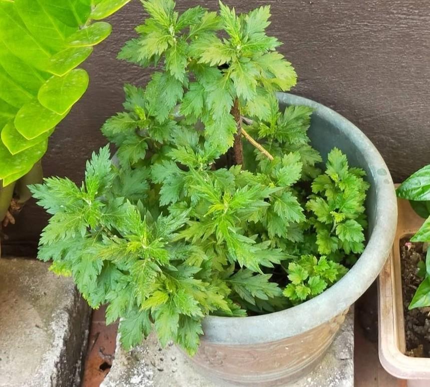 Damong maria, Furniture & Home Living, Gardening, Plants & Seeds on ...