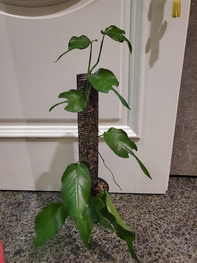 Epipremnum skeleton key on moss pole, Furniture & Home Living ...