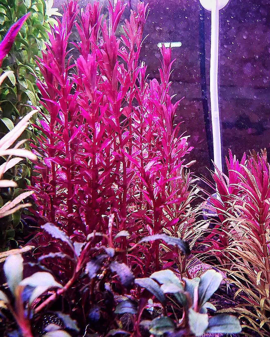 Rotala Blood Red - Aquatic Plant, Furniture & Home Living, Gardening ...