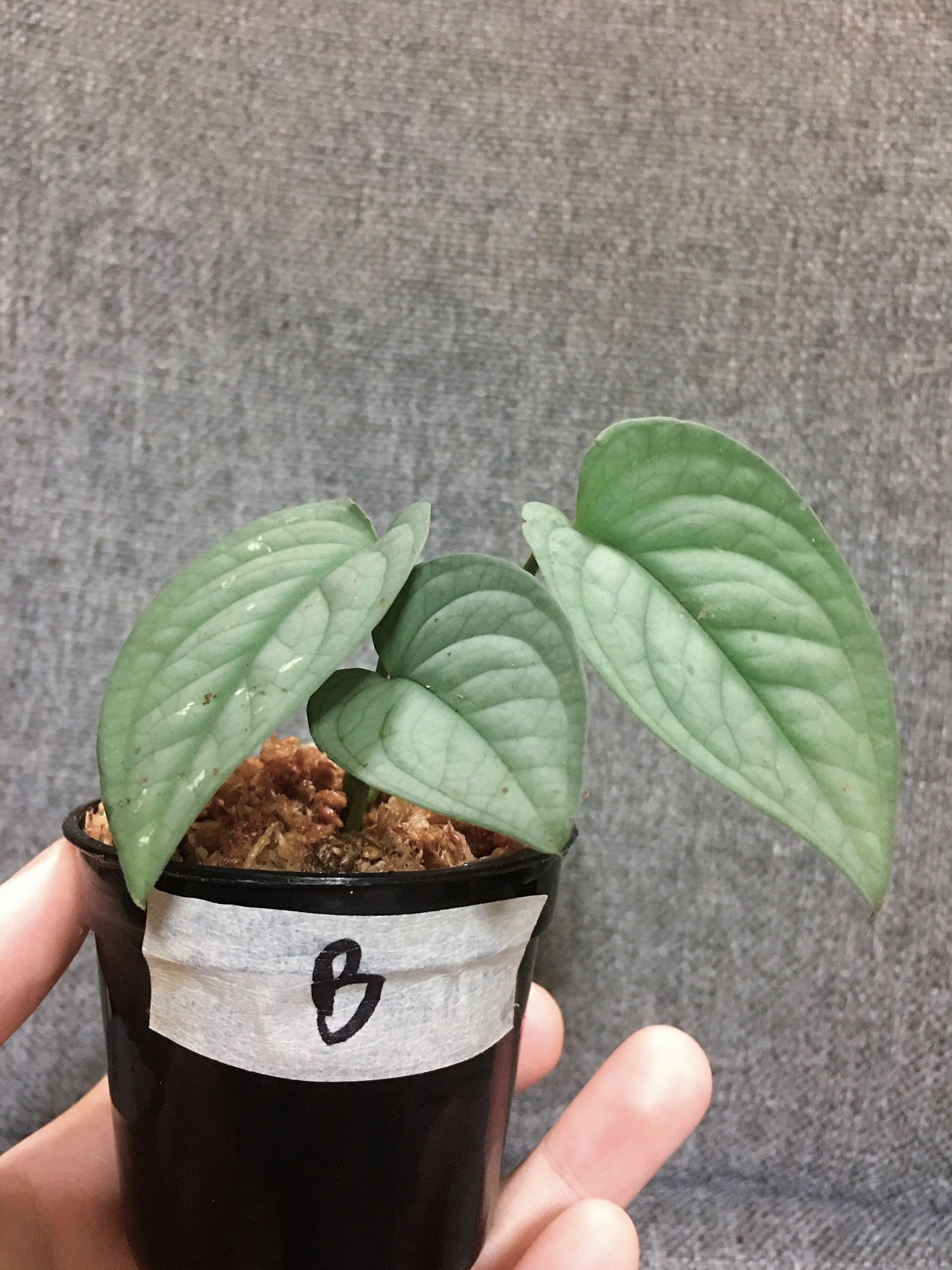 Scindapsus lucens pictus jade satin rare houseplant, Furniture & Home ...