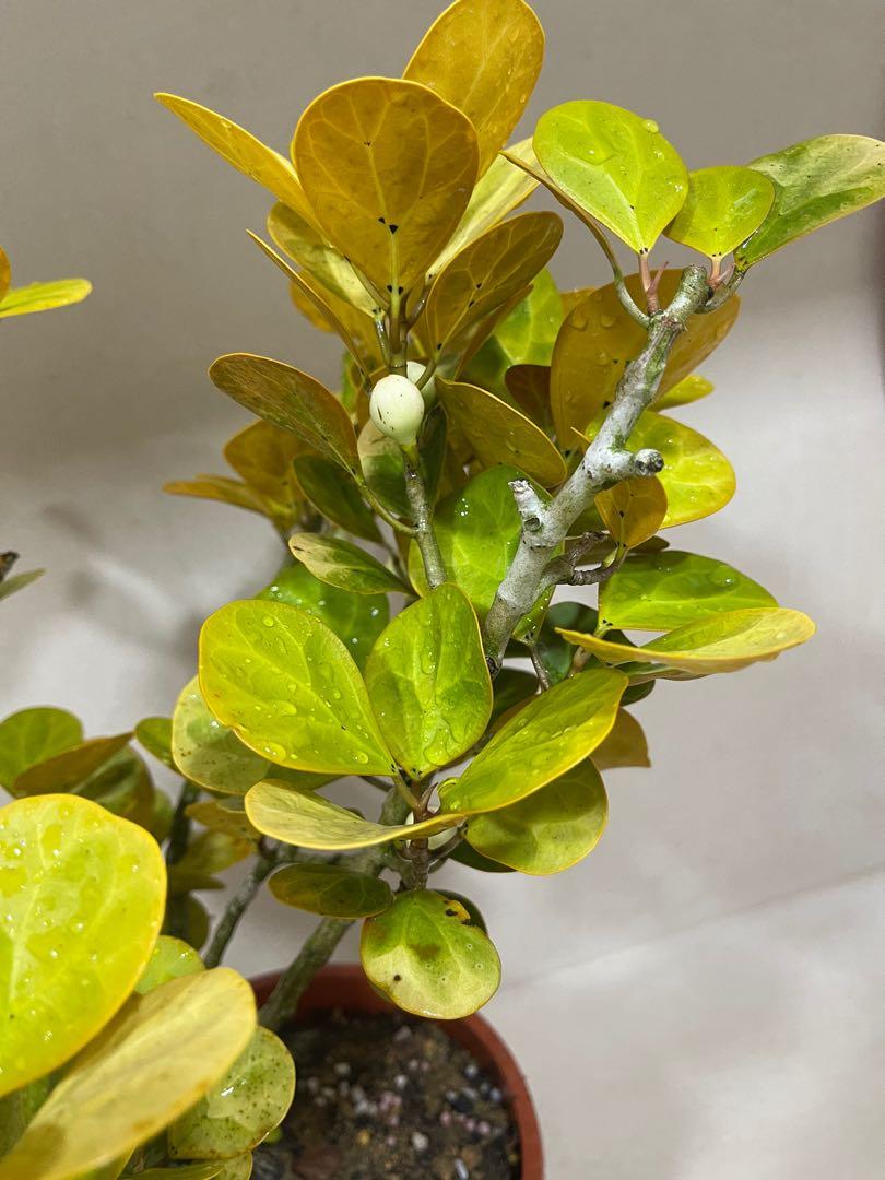 Ficus Deltoidea (Golden Form), Furniture & Home Living, Gardening ...