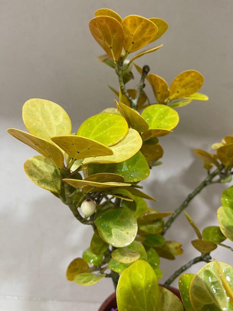 Ficus Deltoidea (Golden Form), Furniture & Home Living, Gardening ...