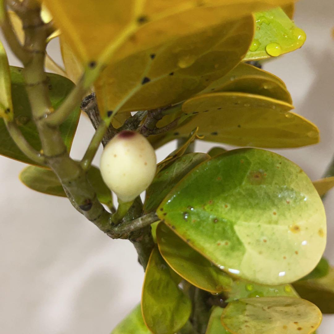 Ficus Deltoidea (Golden Form), Furniture & Home Living, Gardening ...