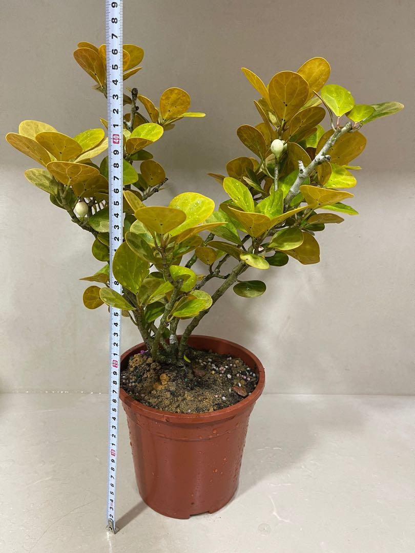 Ficus Deltoidea (Golden Form), Furniture & Home Living, Gardening ...
