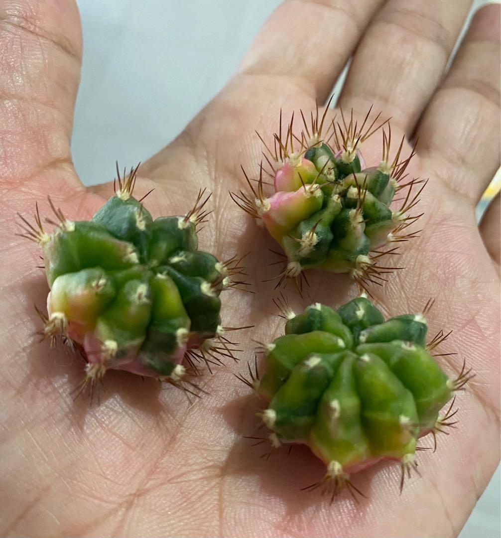 Pink diamond Cactus Pups, Furniture & Home Living, Gardening, Plants ...