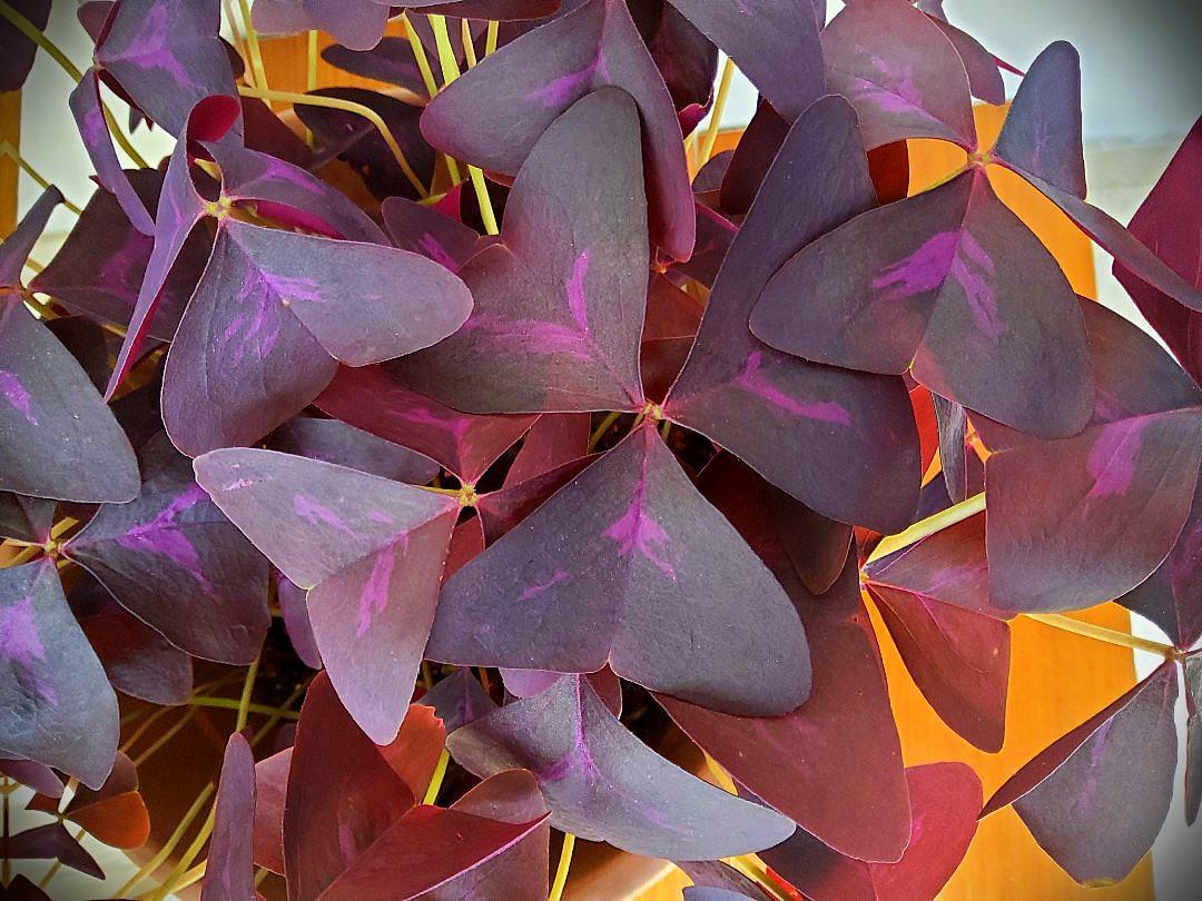 Purple Butterfly Plant - oxalis triangularis, Furniture & Home Living ...
