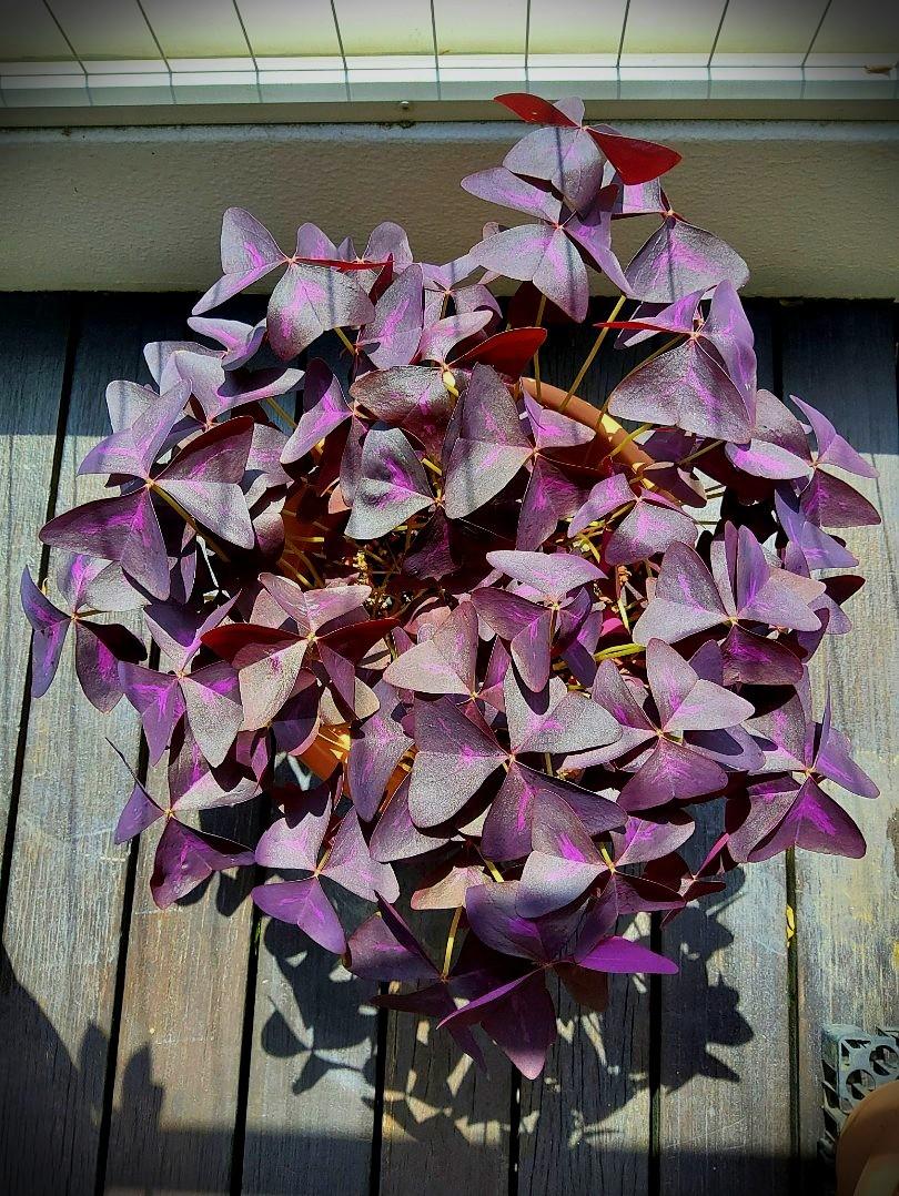 Purple Butterfly Plant - oxalis triangularis, Furniture & Home Living ...