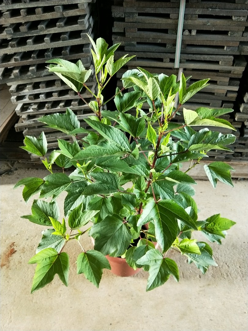 Ribena (Roselle plant), Furniture & Home Living, Gardening, Plants ...