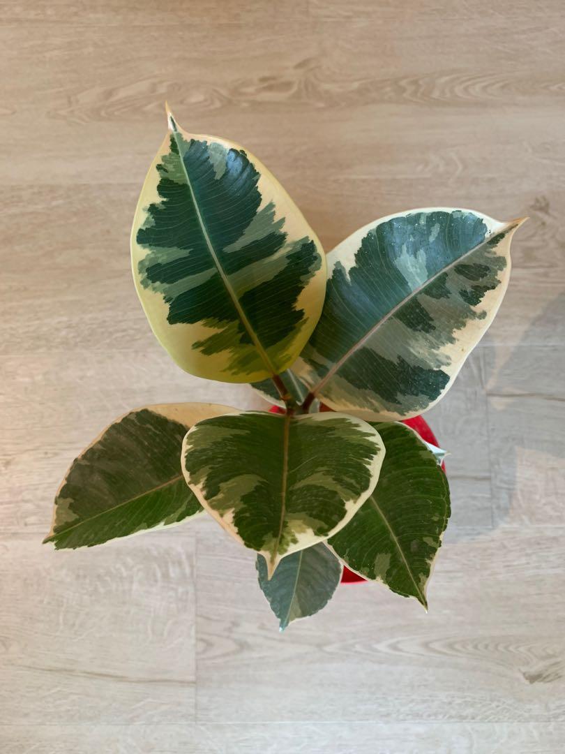 Ficus Elastica Variegata (rubber plant), Furniture & Home Living ...
