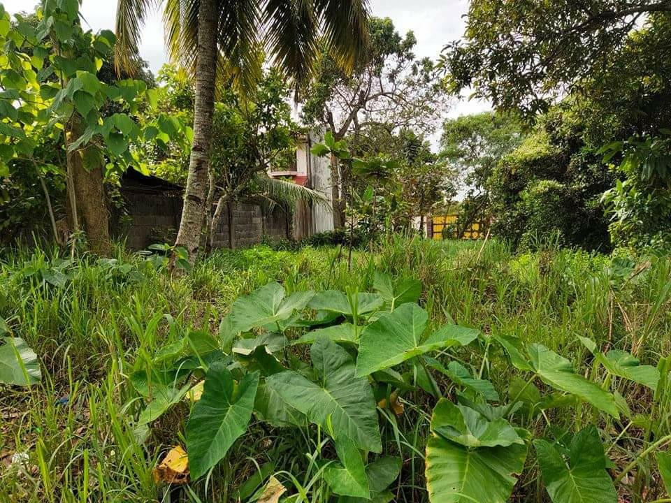 Canlaon View Subd, Murcia, Negros Occidental, Bacolod, Property, For ...