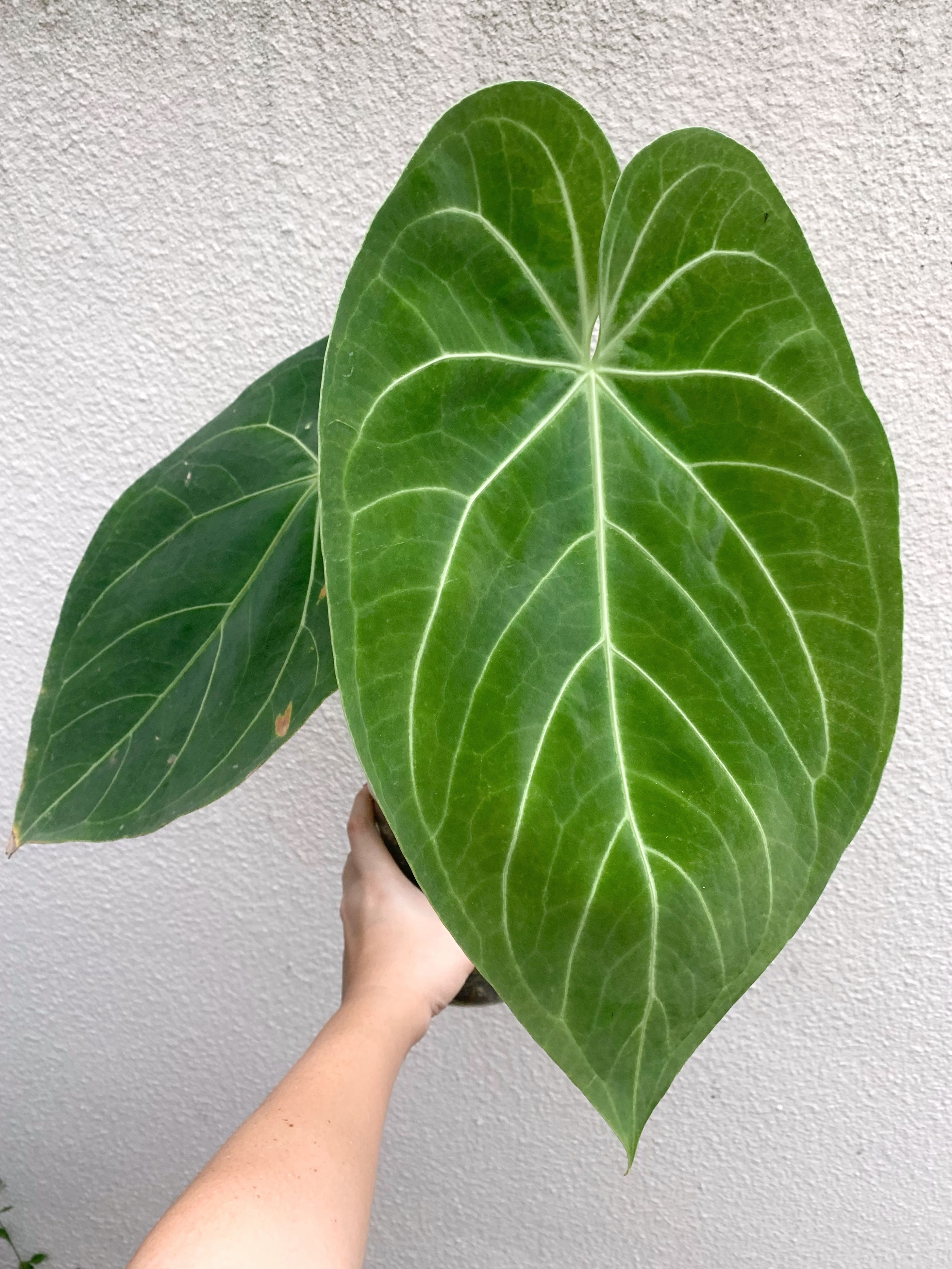 Anthurium magnificum norte, Furniture & Home Living, Gardening, Plants ...