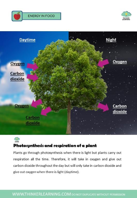2023PSLE Science Bundle (science notes) (top schools) (Primary 5 ...