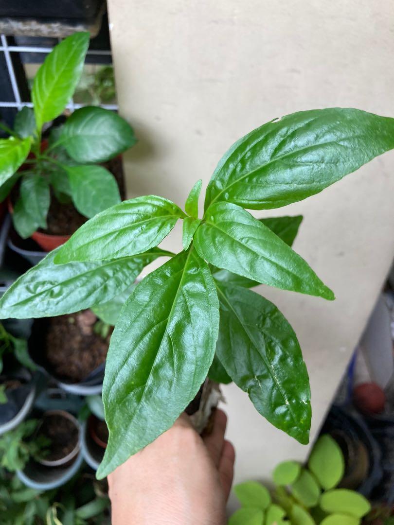 Serpentina plant in black seedling bag - Pasig, Furniture & Home Living ...