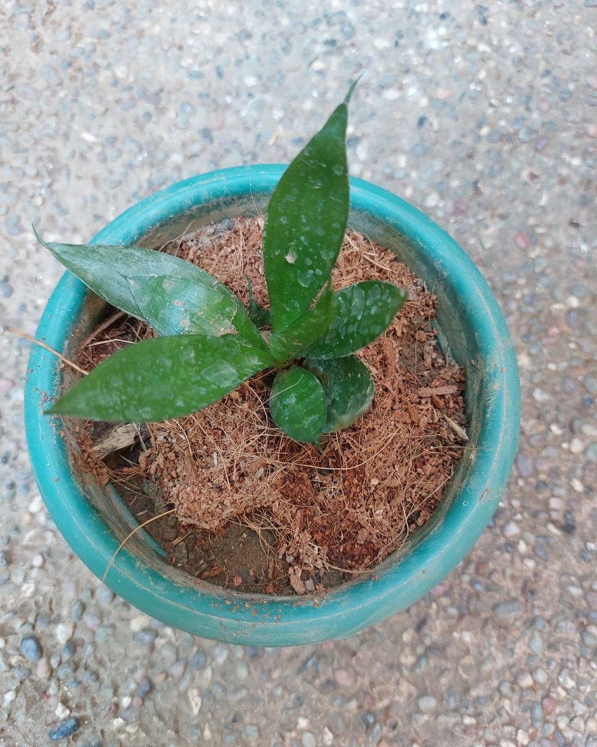 Dwarf Snake Plant, Furniture & Home Living, Gardening, Plants & Seeds ... Dwarf Snake Plant, Furniture & Home Living, Gardening, Plants & Seeds ...