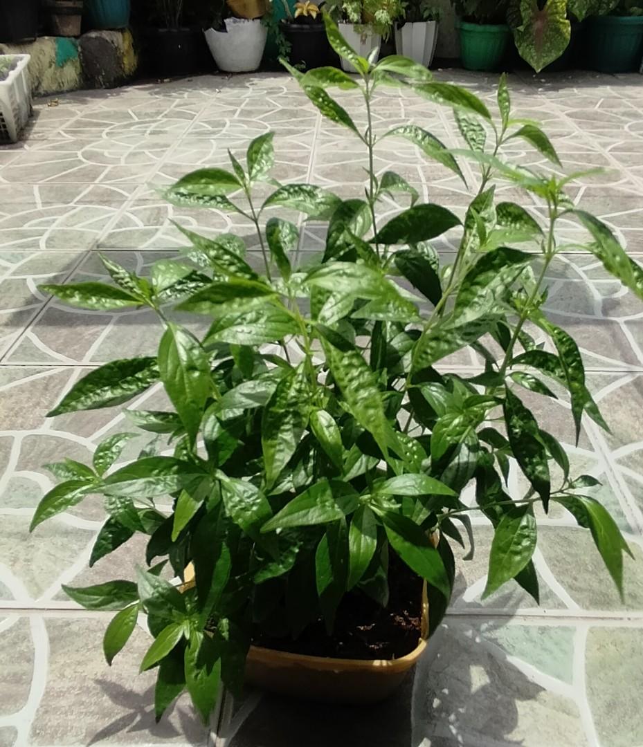 Serpentina live plant, Furniture & Home Living, Gardening, Plants ...