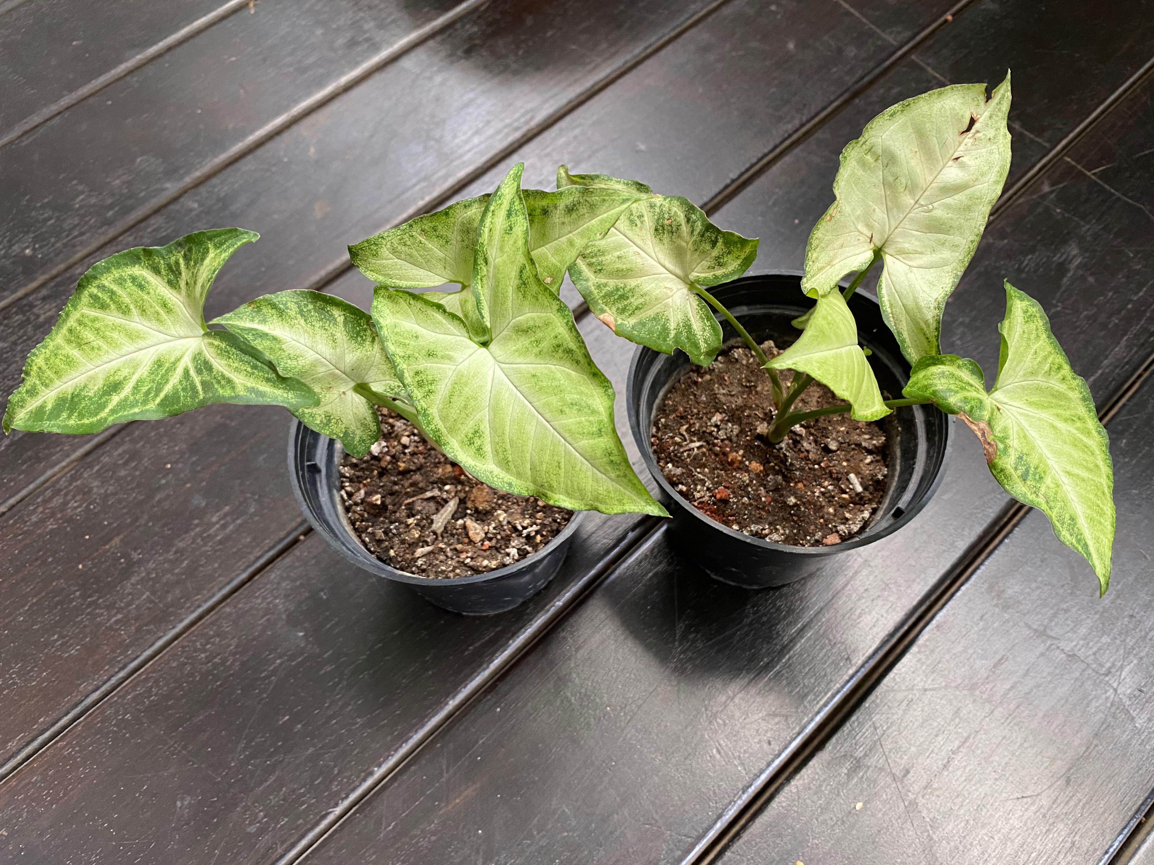 Syngonium small plant, Furniture & Home Living, Gardening, Plants ...