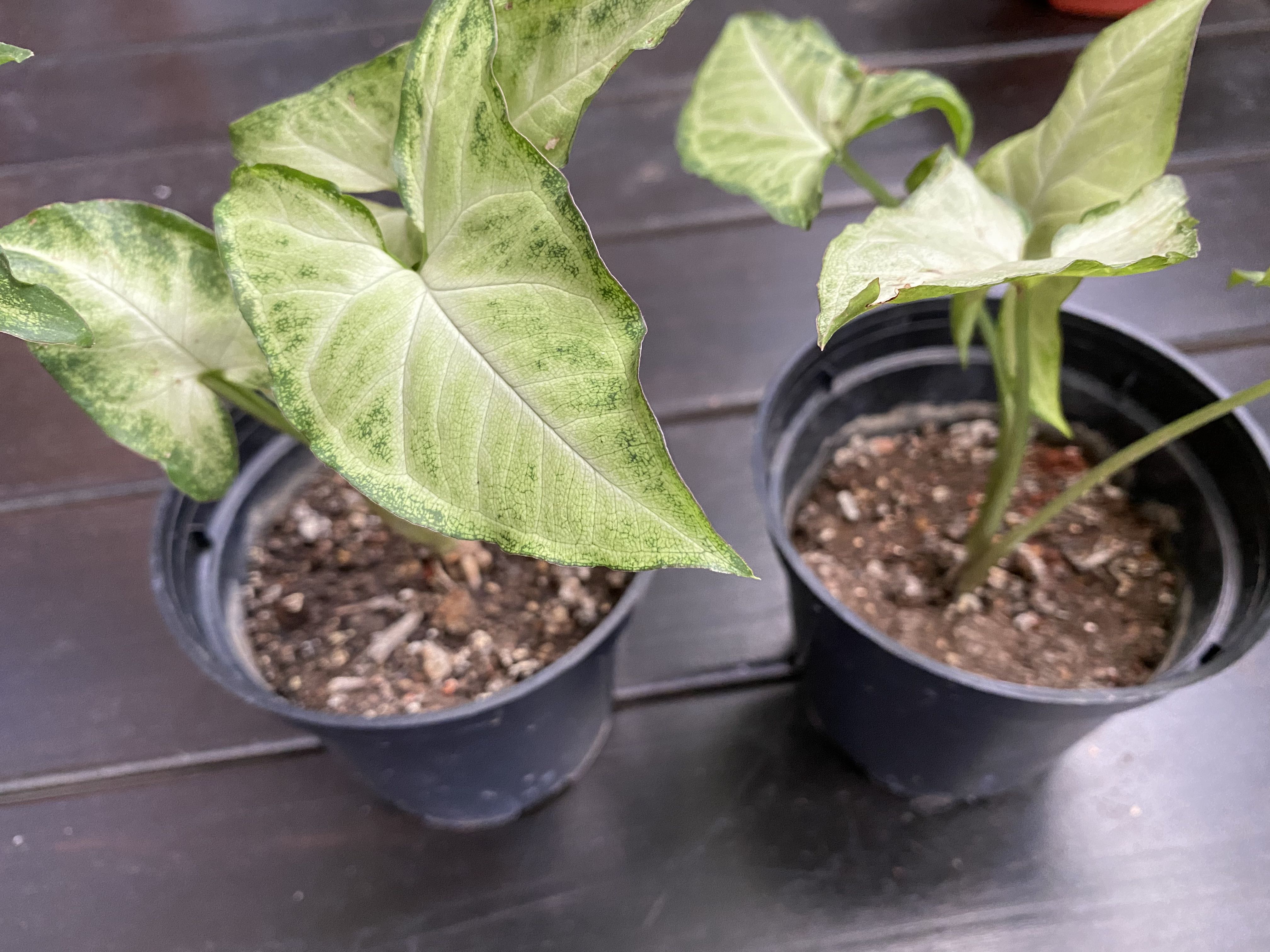 Syngonium small plant, Furniture & Home Living, Gardening, Plants ...