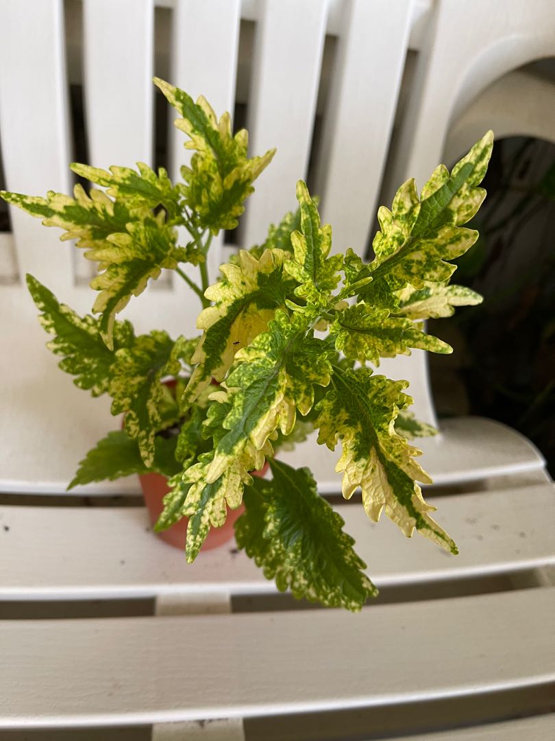 Coleus lemon lime plant, Furniture & Home Living, Gardening, Plants ...