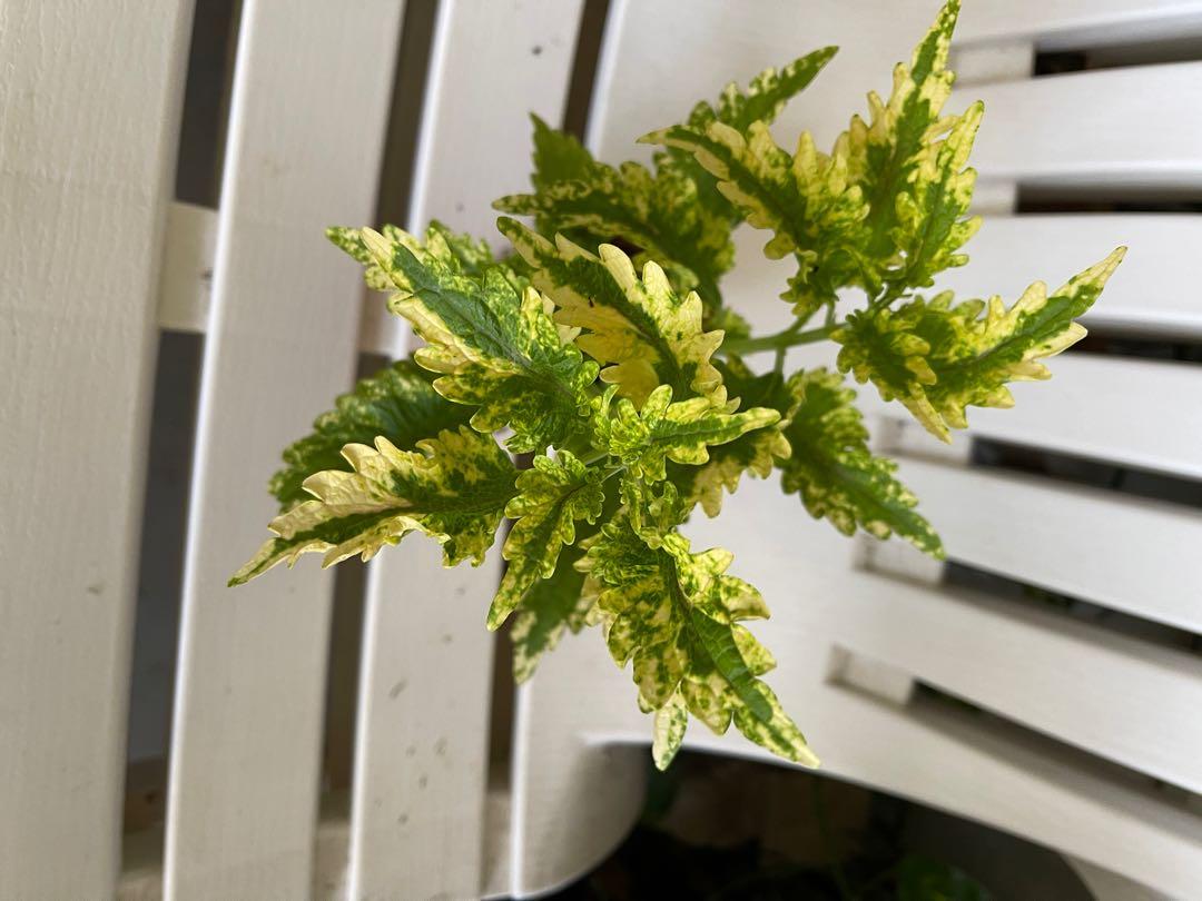 Coleus lemon lime plant, Furniture & Home Living, Gardening, Plants ...