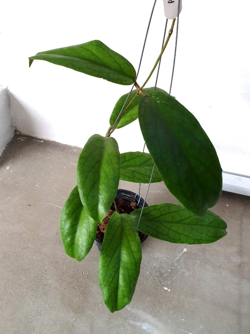 Hoya golden eye, Furniture & Home Living, Home Decor, Artificial Plants ...