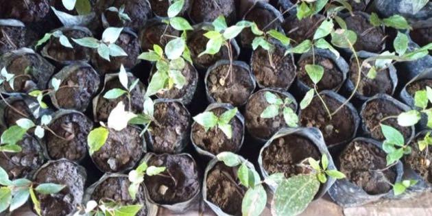 Lucky Plants Laurel, Furniture & Home Living, Gardening, Plants & Seeds ...