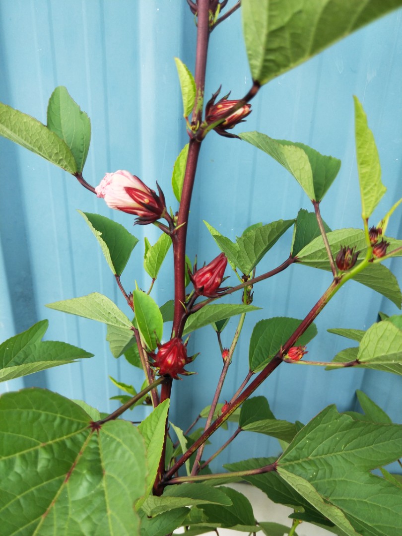 Lush Roselle plant /Ribena plant, Furniture & Home Living, Gardening ...