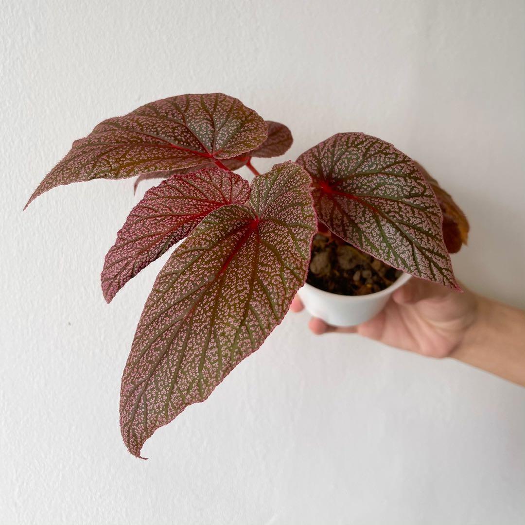 Begonia U062, Furniture & Home Living, Gardening, Plants & Seeds on ...