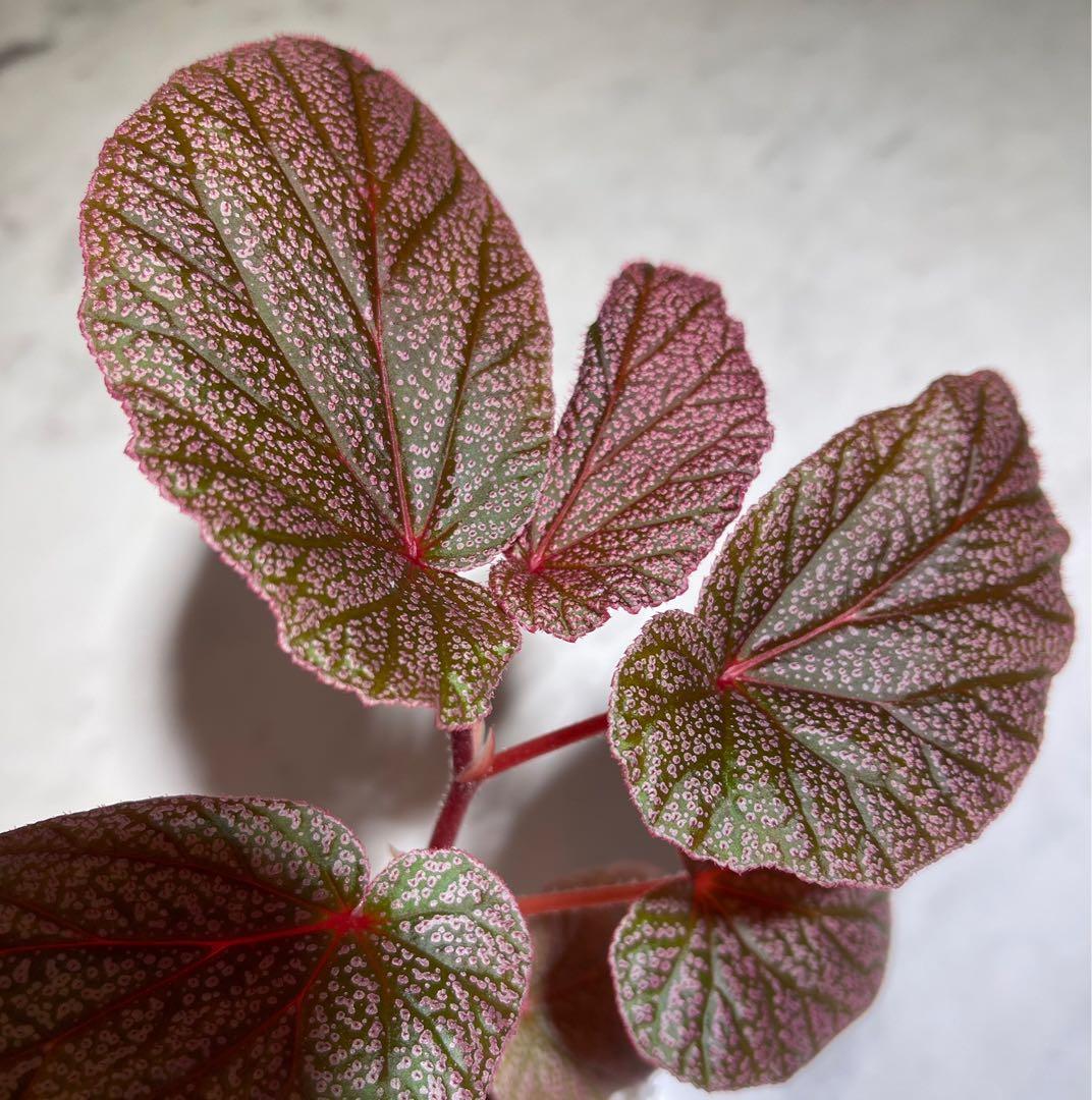 Begonia U062, Furniture & Home Living, Gardening, Plants & Seeds on ...