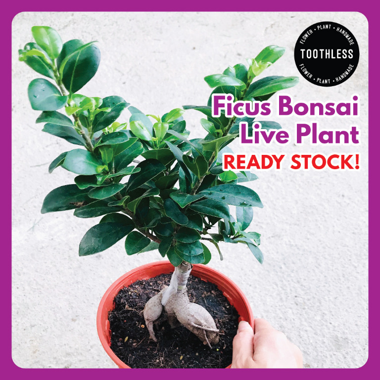 Ficus Bonsai / Indoor Plant / Bunga Hidup / Pokok Hidup / Daun Hidup ...