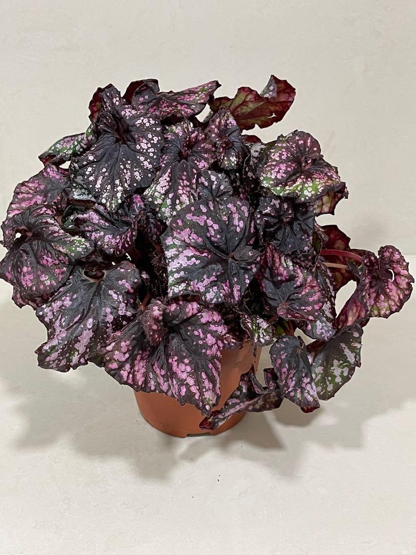 Holland - Begonia Cumbia | Evergreen King Begonia (big sized) - 2 ...