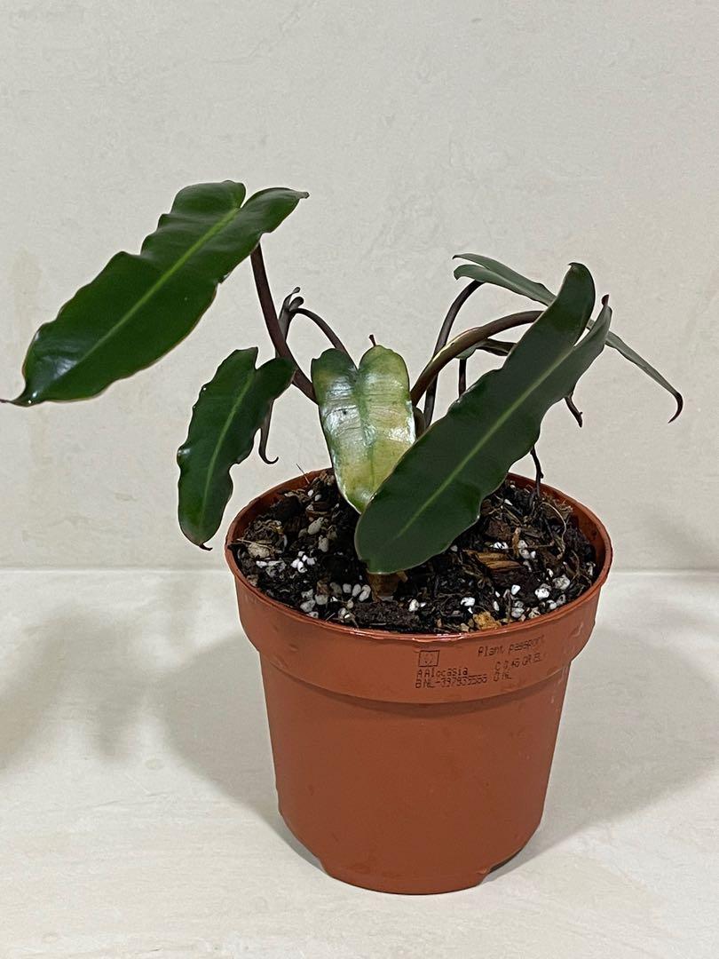 Rare Philodendron Billietae Black, Gardening, Plants on Carousell