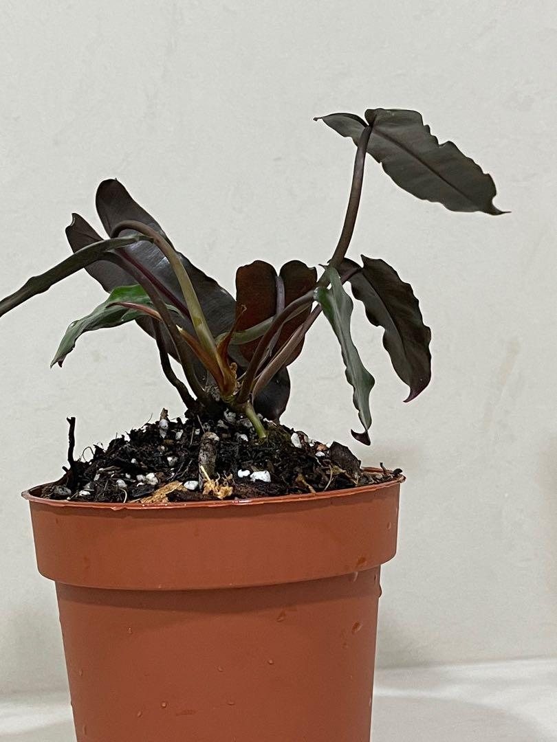 Rare Philodendron Billietae Black, Gardening, Plants on Carousell