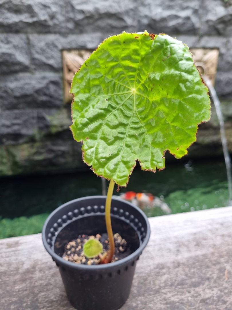 Begonia, Furniture & Home Living, Gardening, Plants & Seeds on Carousell