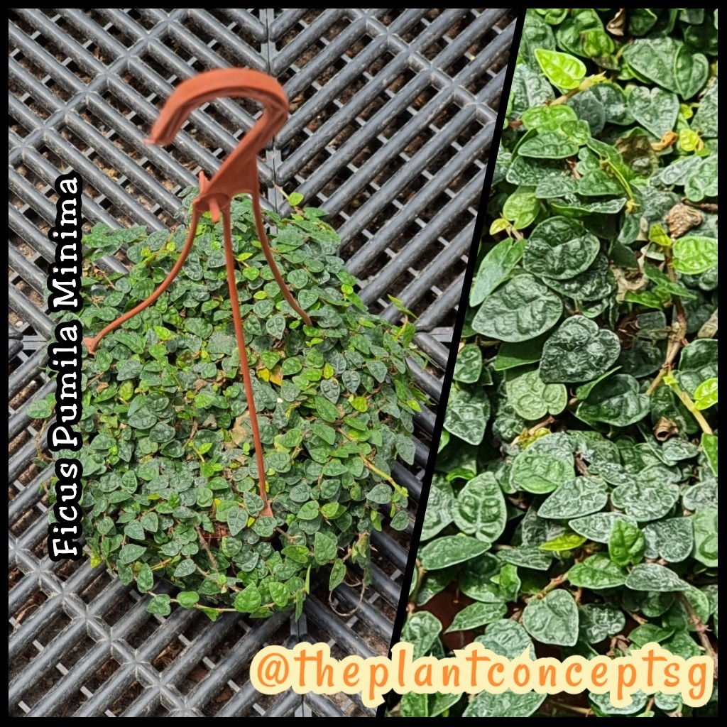 Ficus Pumila Minima, Furniture & Home Living, Gardening, Plants & Seeds ...