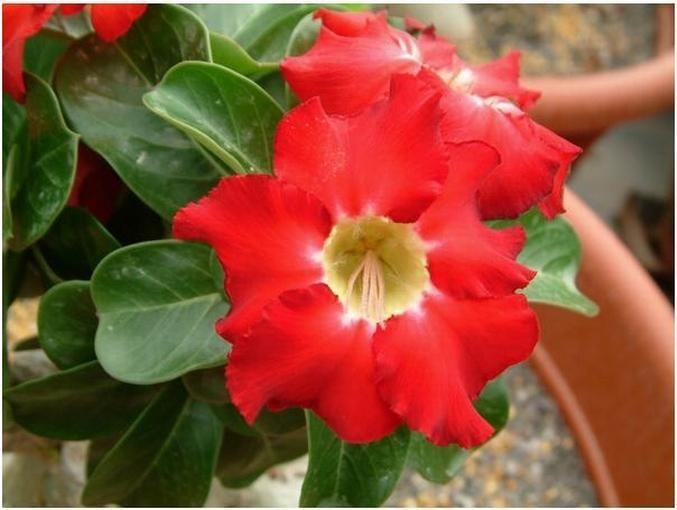 *rare* adenium obesum mini(red) seed, Furniture & Home Living ...