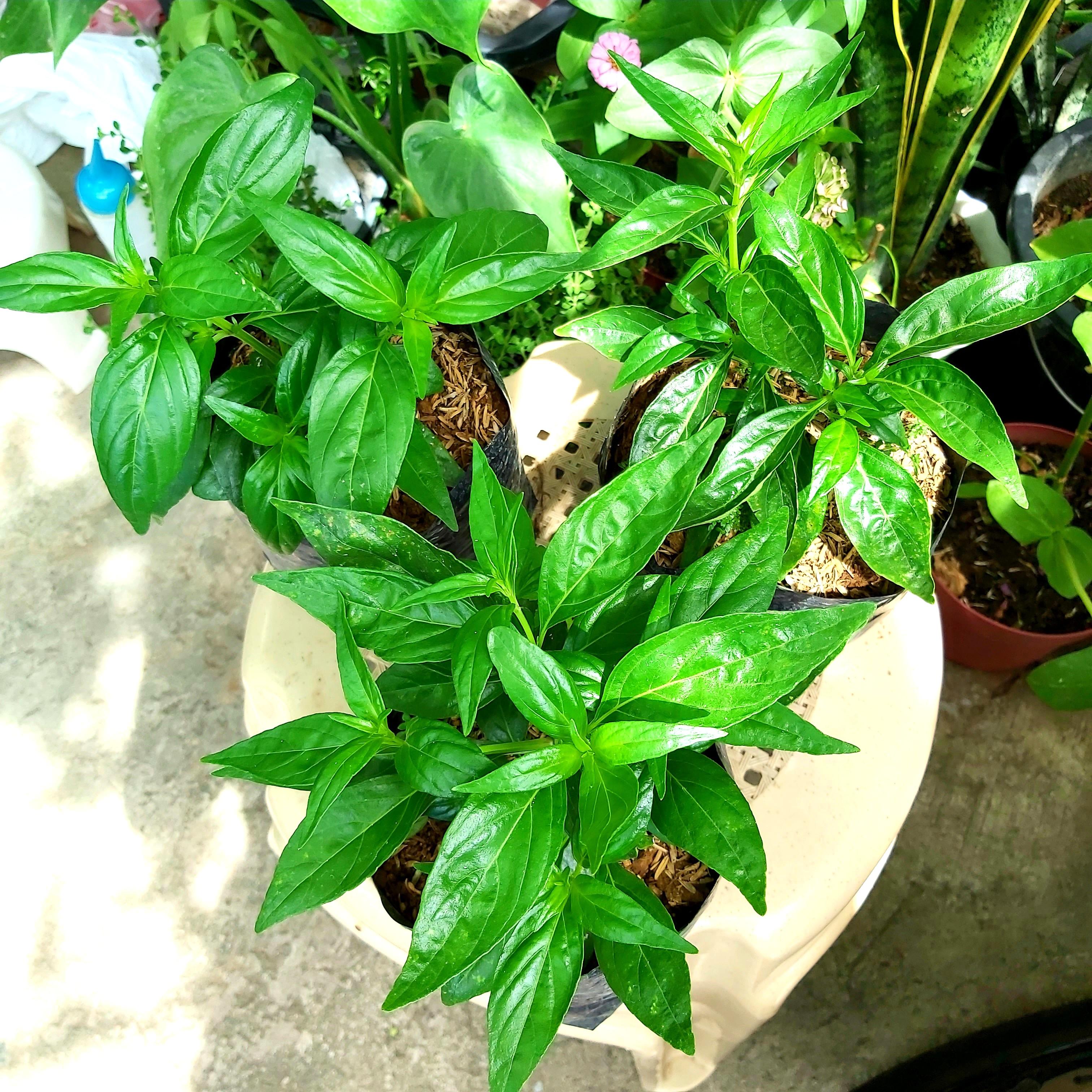 Serpentina herb plant, Furniture & Home Living, Gardening, Plants ...