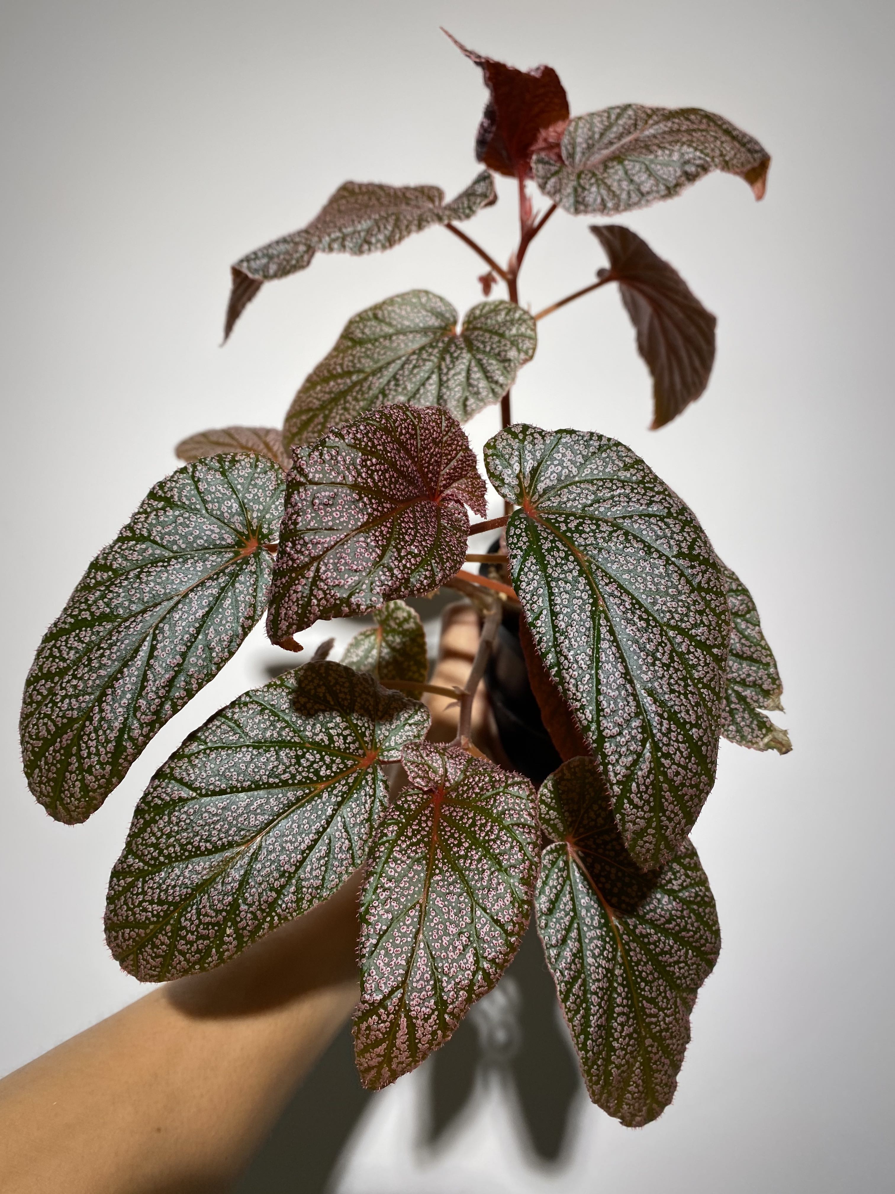 Begonia u062, Gardening, Plants on Carousell