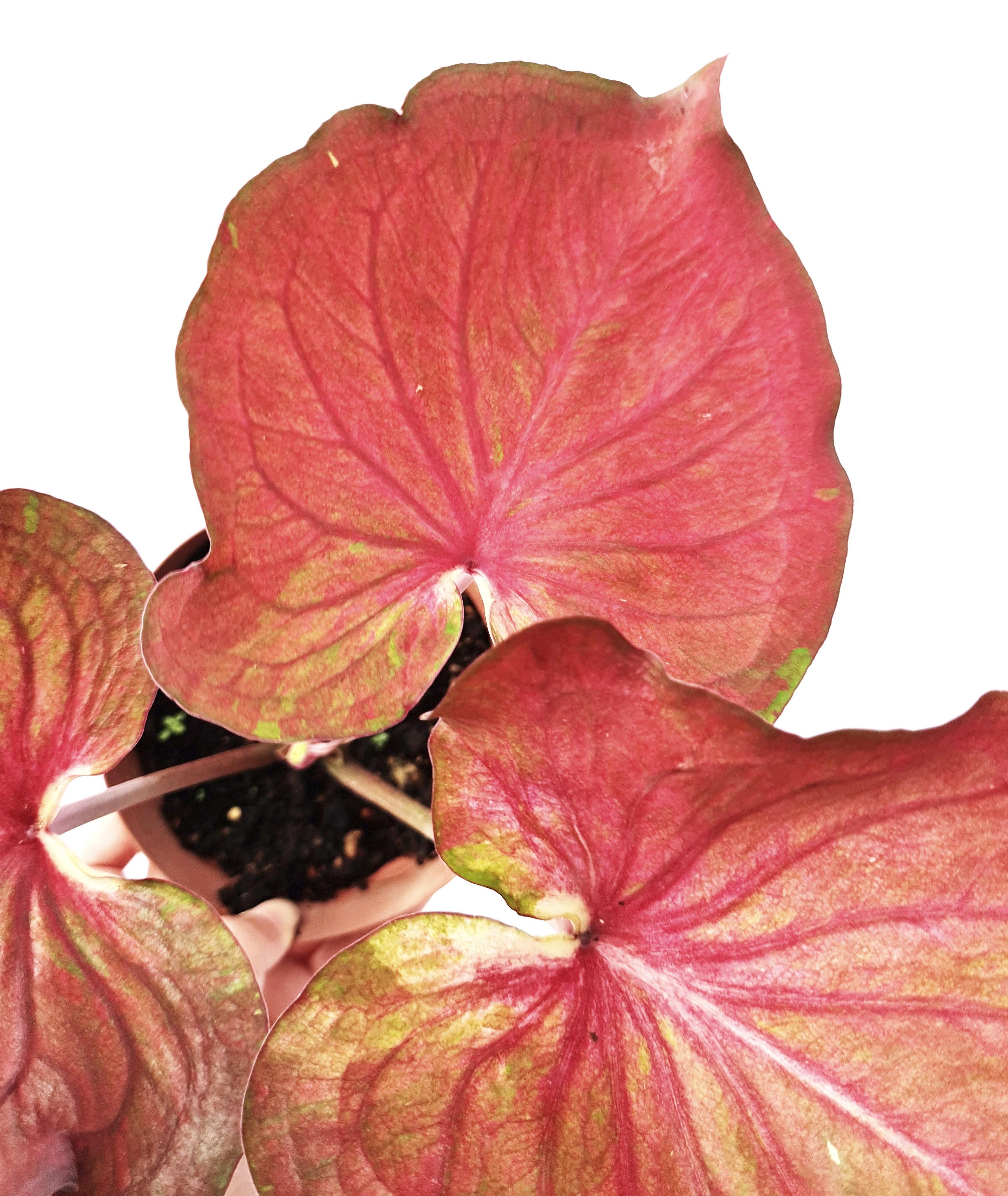 Caladium Desert Sunset, Furniture & Home Living, Gardening, Plants ...