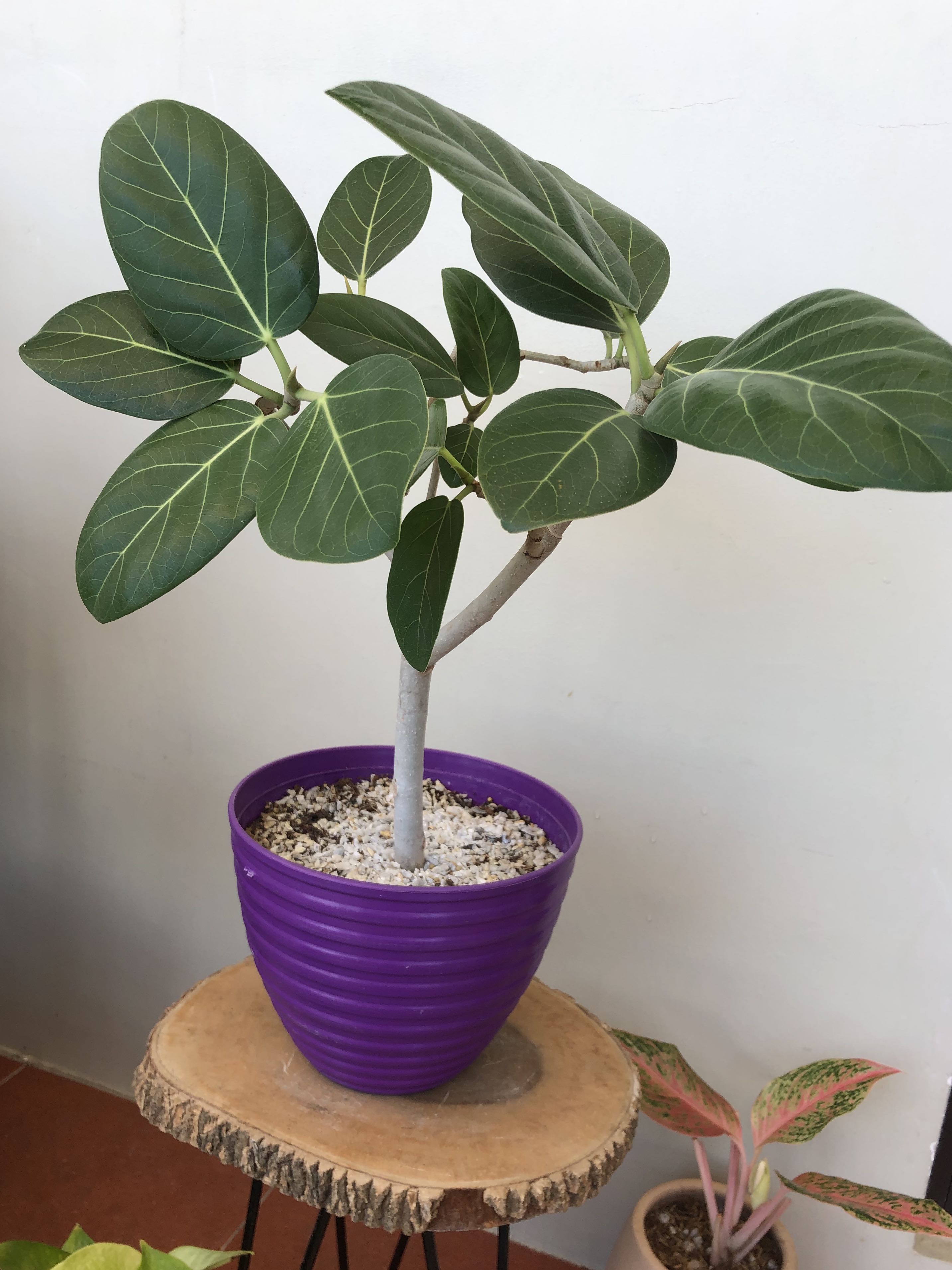 Ficus Audrey Plant (multi-branch), Furniture & Home Living, Gardening ...