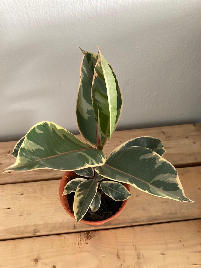 Ficus elastica tineke variegata, Furniture & Home Living, Gardening ...