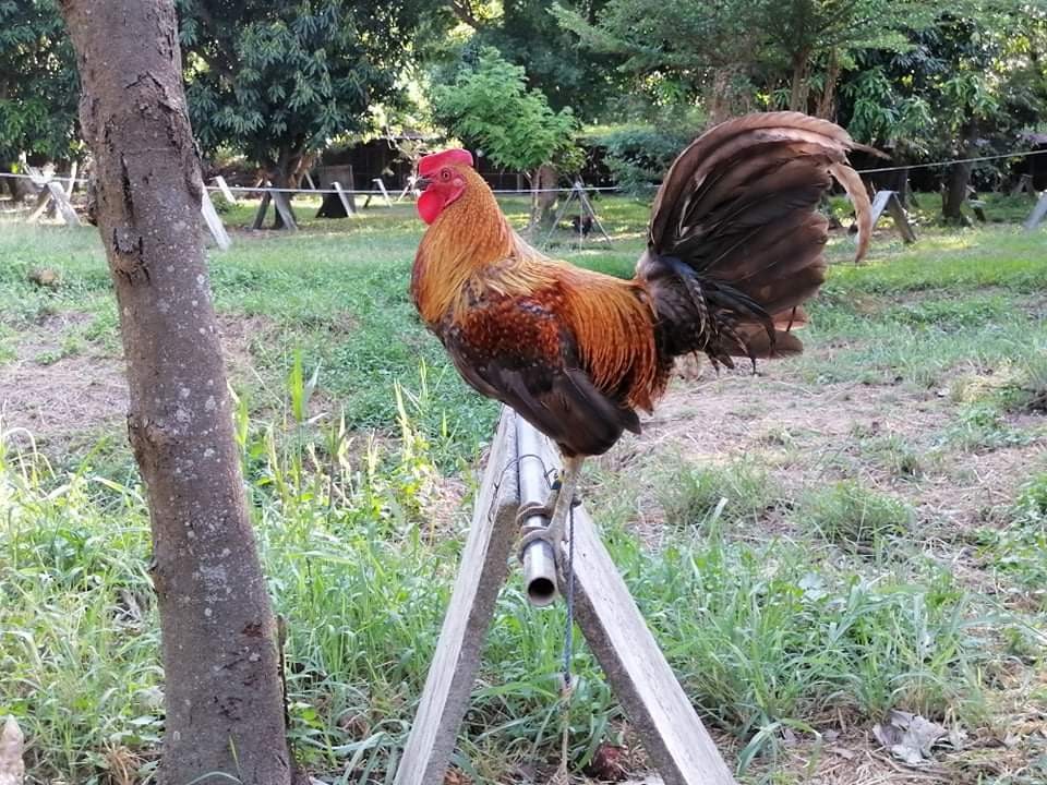 Manok Panabong Bulik