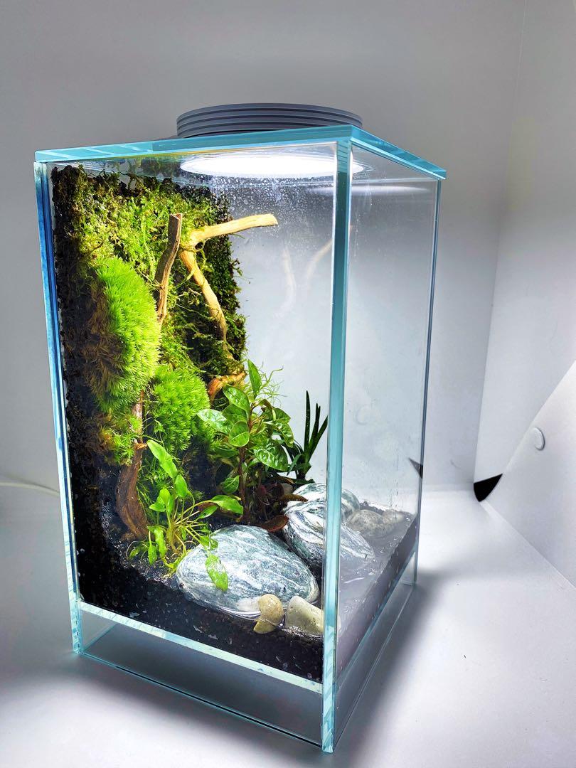 Vertical Moss Wall terrarium, Furniture & Home Living, Home Decor ... Vertical Moss Wall terrarium, Furniture & Home Living, Home Decor ...